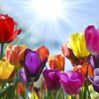 Laura Evert Obituaries | Search Results